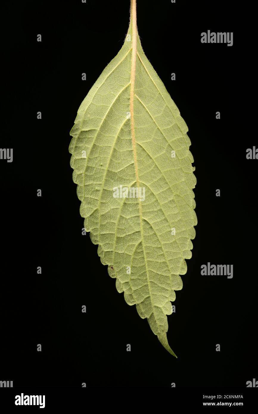 Vietnamese balm hi-res stock photography and images - Alamy