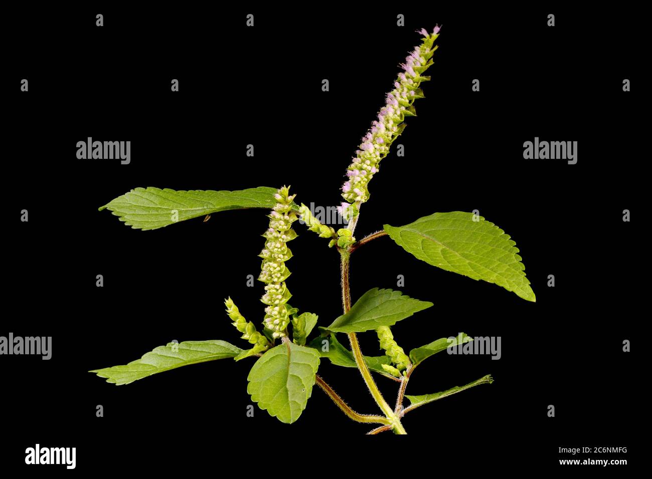 Vietnamese Balm (Elsholtzia ciliata). Habit Stock Photo - Alamy