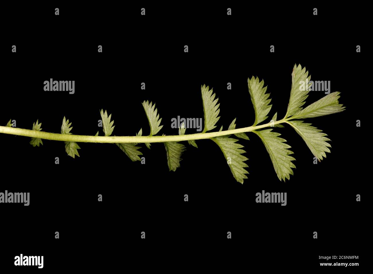 Silverweed botanical illustration hi-res stock photography and images ...