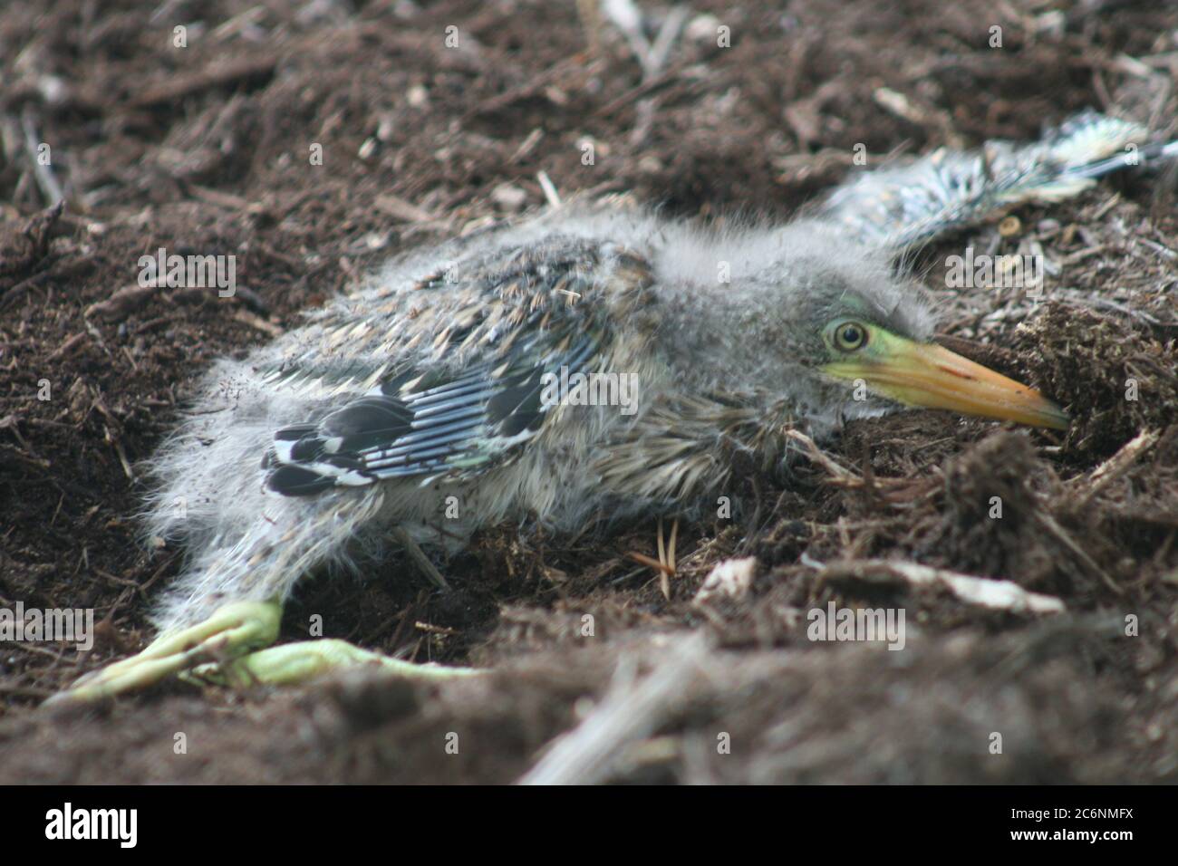 Great Blue Heron Baby