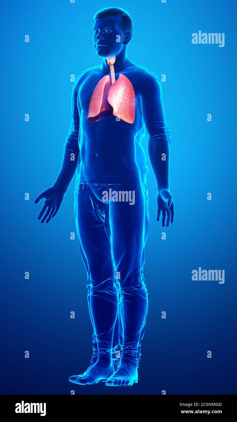 3d rendered, medically accurate illustration of a male lung anatomy ...