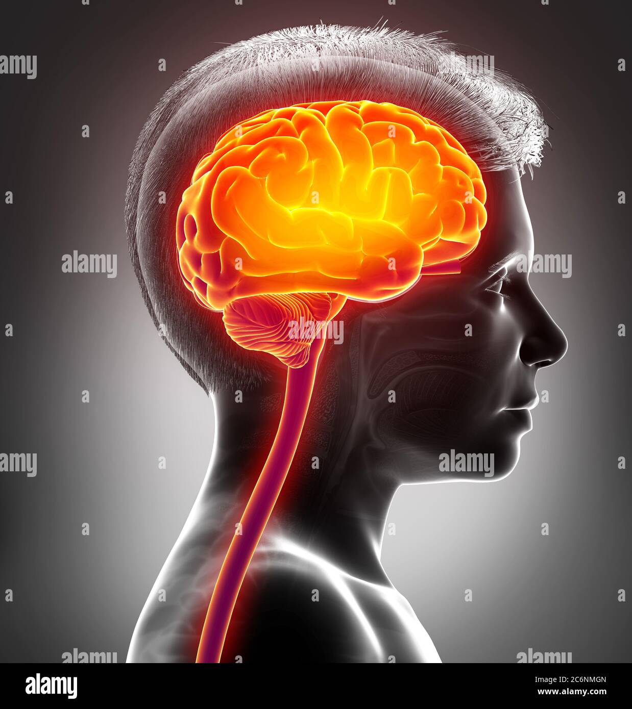 3d rendered, medically accurate illustration of a young boy highlighted ...