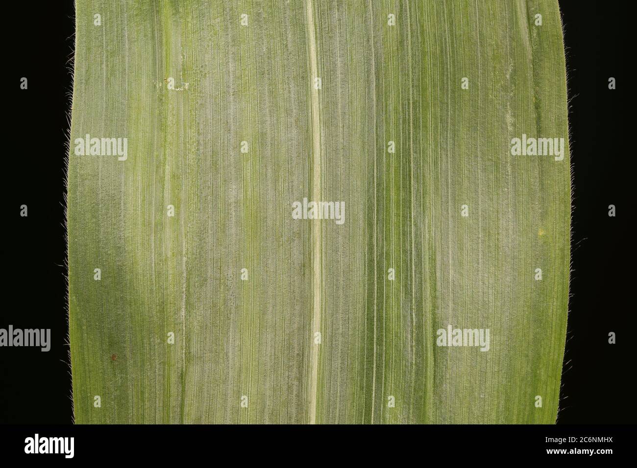 Zea leaf hi-res stock photography and images - Alamy