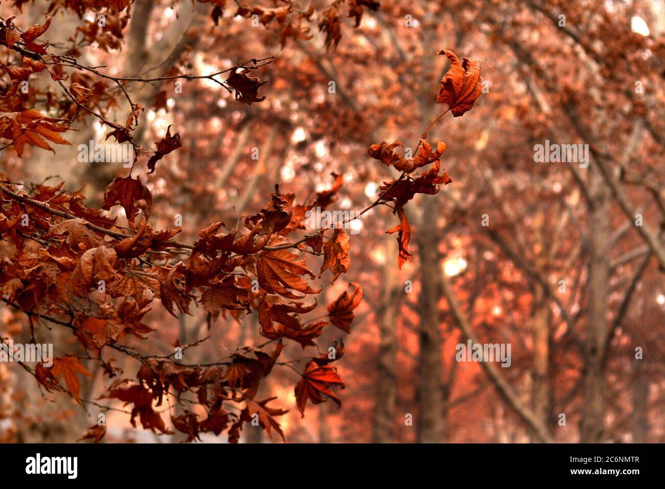 Red Chinar leaves hanging on a Chinar tree in Kashmir University's ...