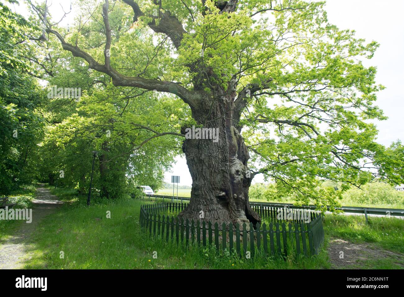 Fine old oak tree landscape hi-res stock photography and images - Alamy