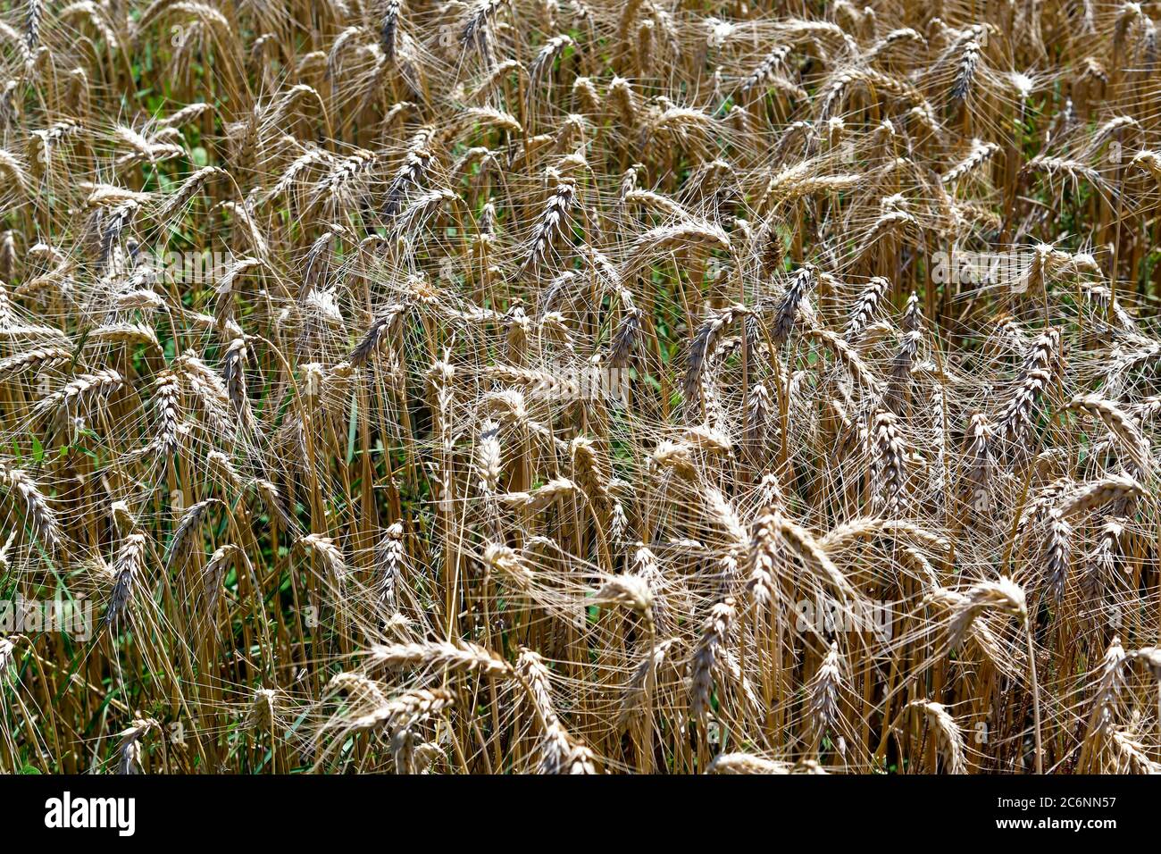 Austria, ripe wheat field Stock Photo - Alamy