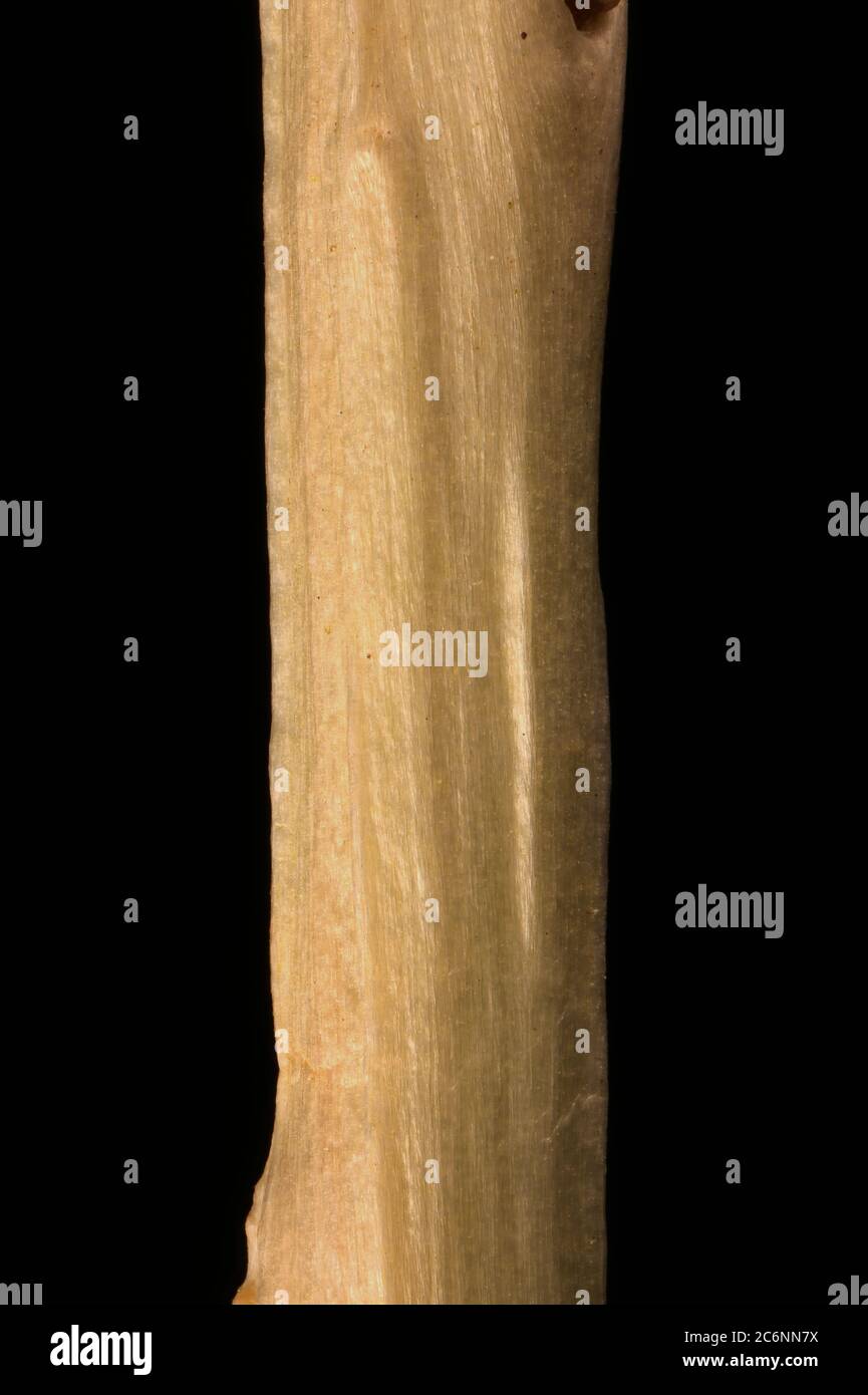 Salix Cinerea High Resolution Stock Photography and Images - Alamy