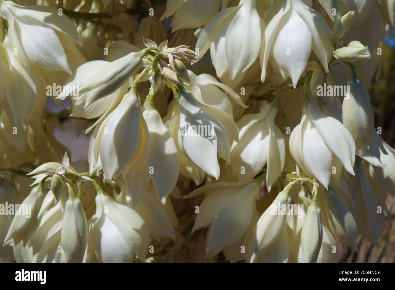 Tall Yucca Plant High Resolution Stock Photography and Images - Alamy