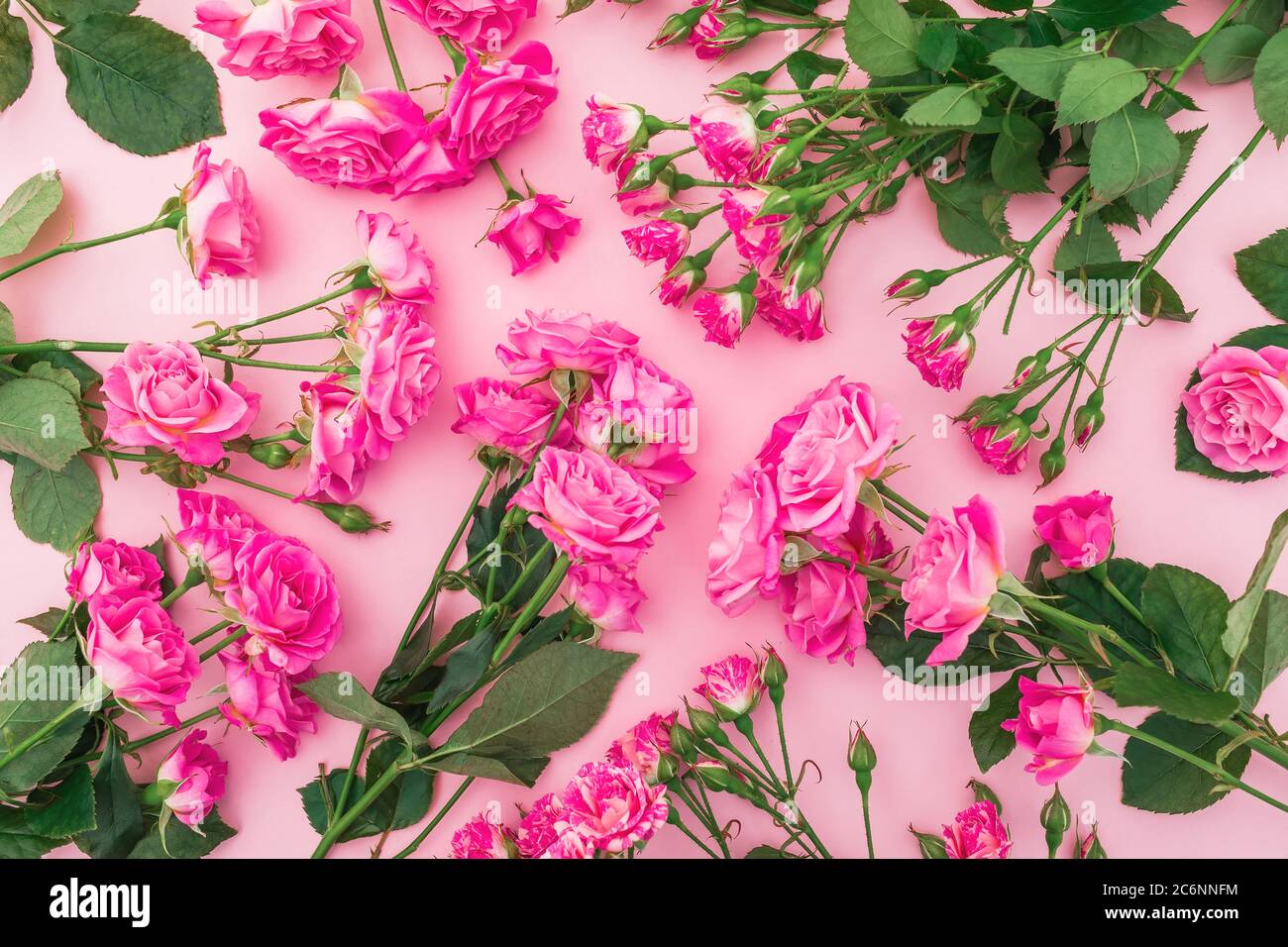 Floral roses pattern made of pink flowers on pastel pink background ...
