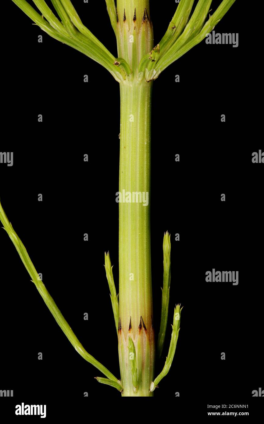 Field Horsetail (Equisetum arvense). Vegetative Shoot Detail Closeup ...