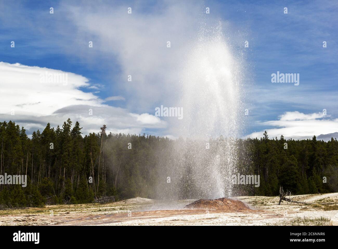 Pink Cone geyser at eruption, Lower Basin, Yellowstone National Park ...