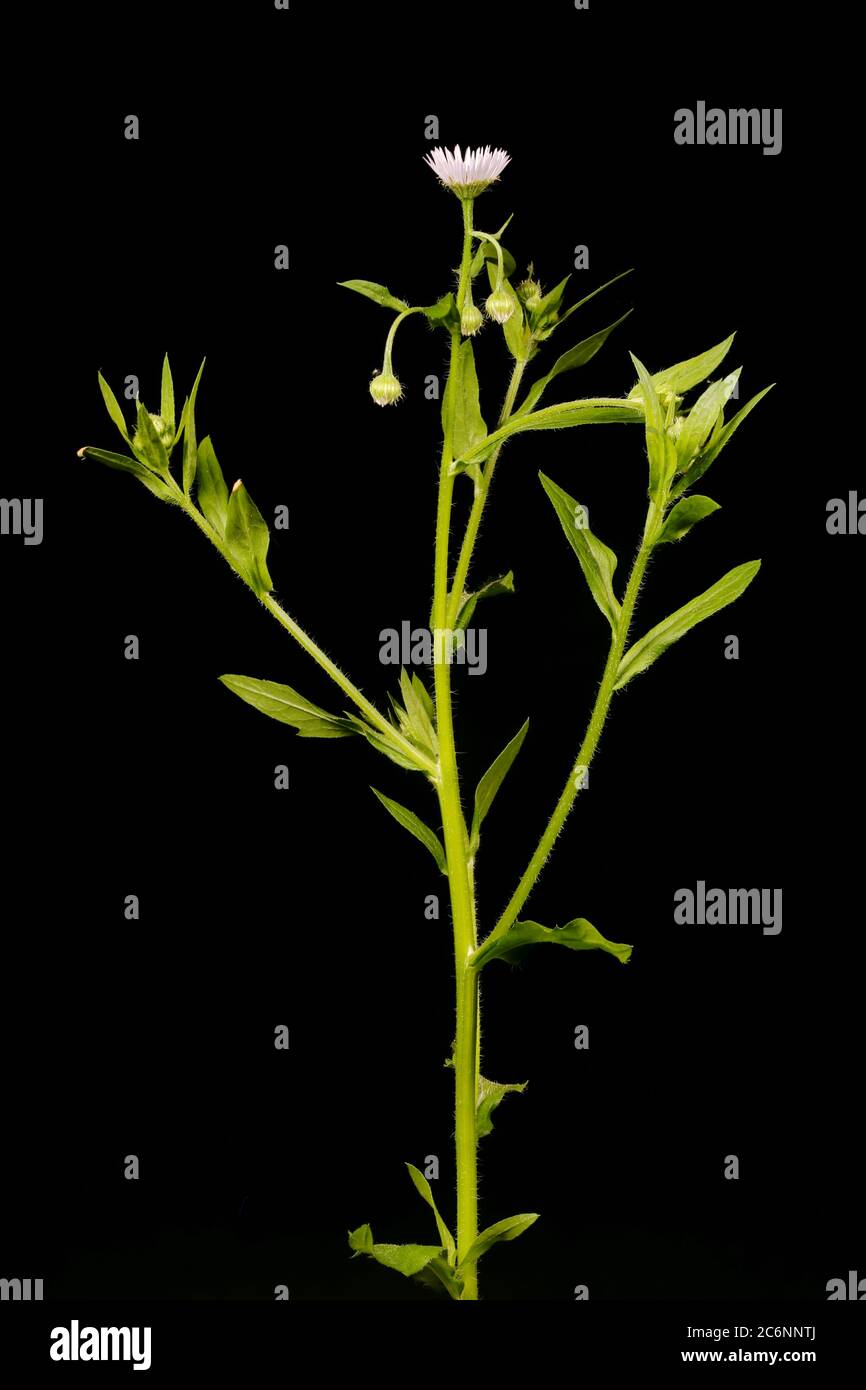 Tall fleabane hi-res stock photography and images - Alamy