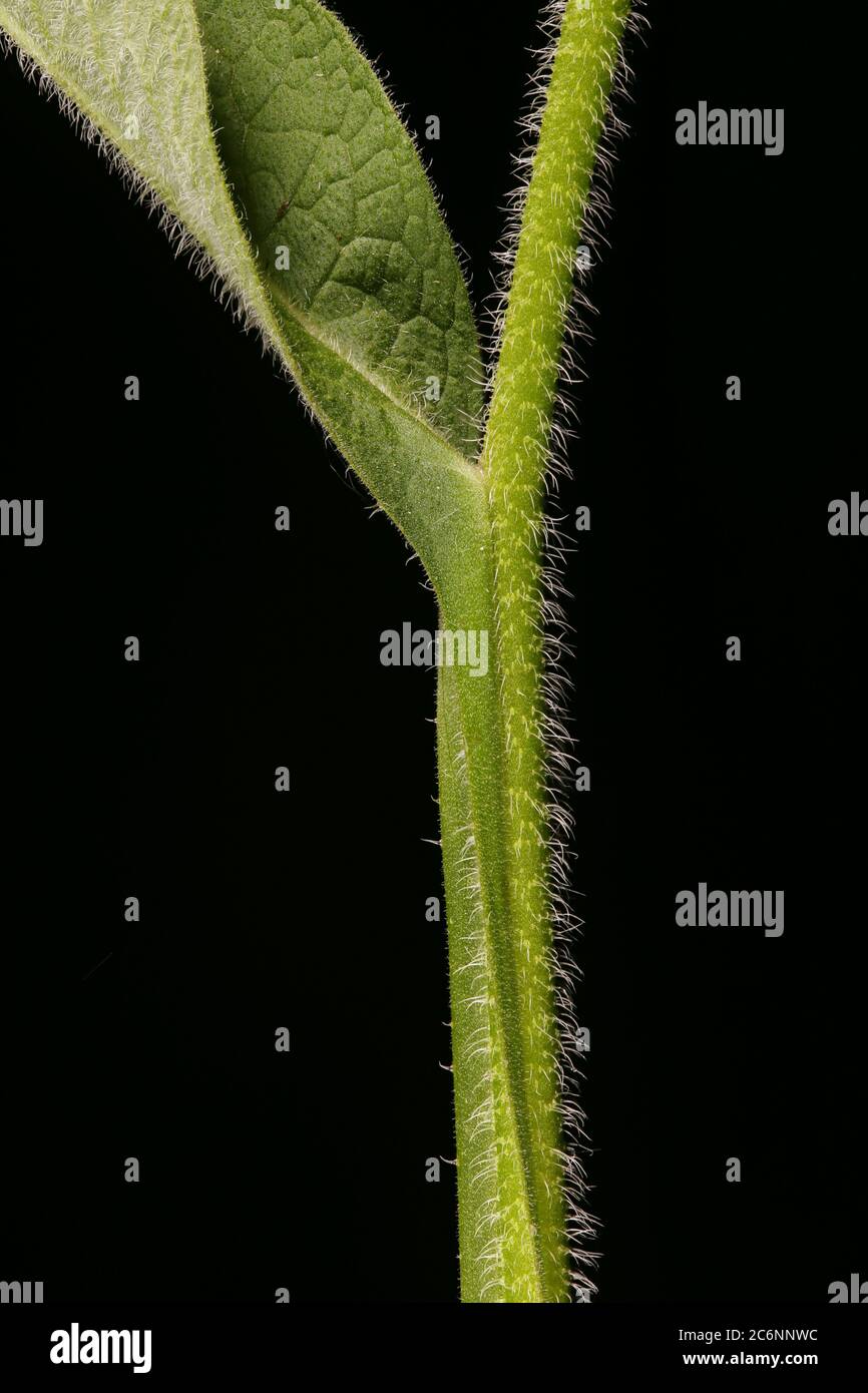 Decurrent hi-res stock photography and images - Alamy