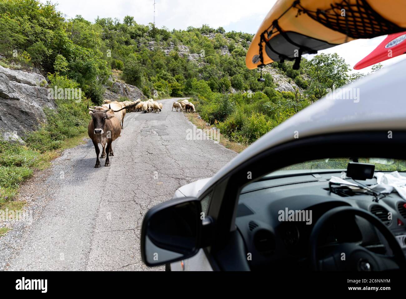 Cow driving car hi-res stock photography and images - Alamy