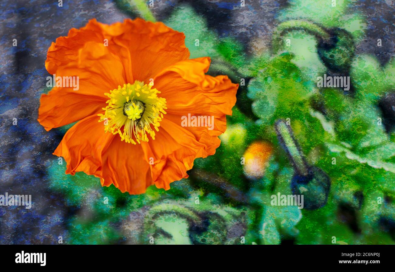 A single orange Poppy Stock Photo - Alamy