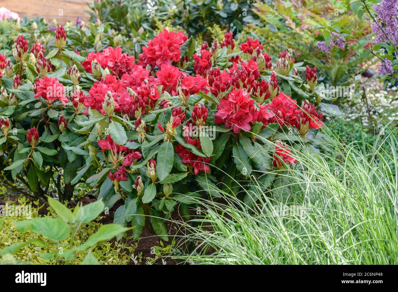 Rhododendron Rhododendron Nova Zembla, Rhododendron Nova Zembla Stock ... Rhododendron Rhododendron Nova Zembla, Rhododendron Nova Zembla Stock ...