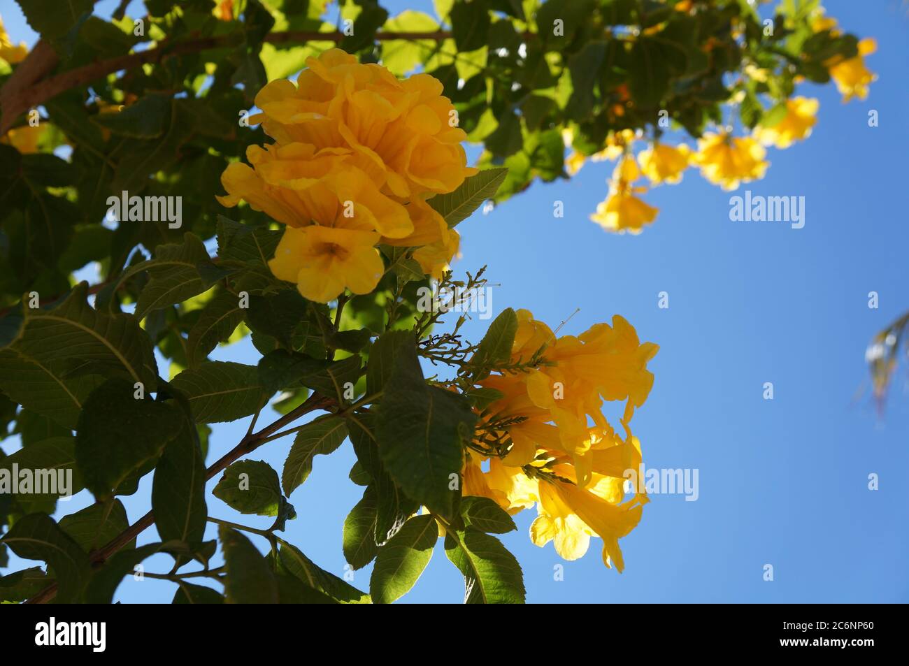 Tecoma stans yellow flowers Stock Photo - Alamy