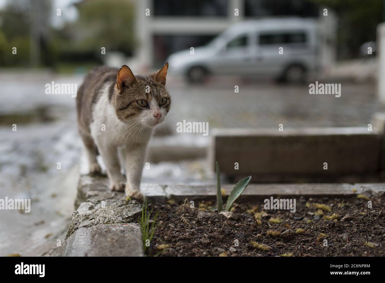 turkish stray cat wakling on a curb in front of car Stock Photo - Alamy