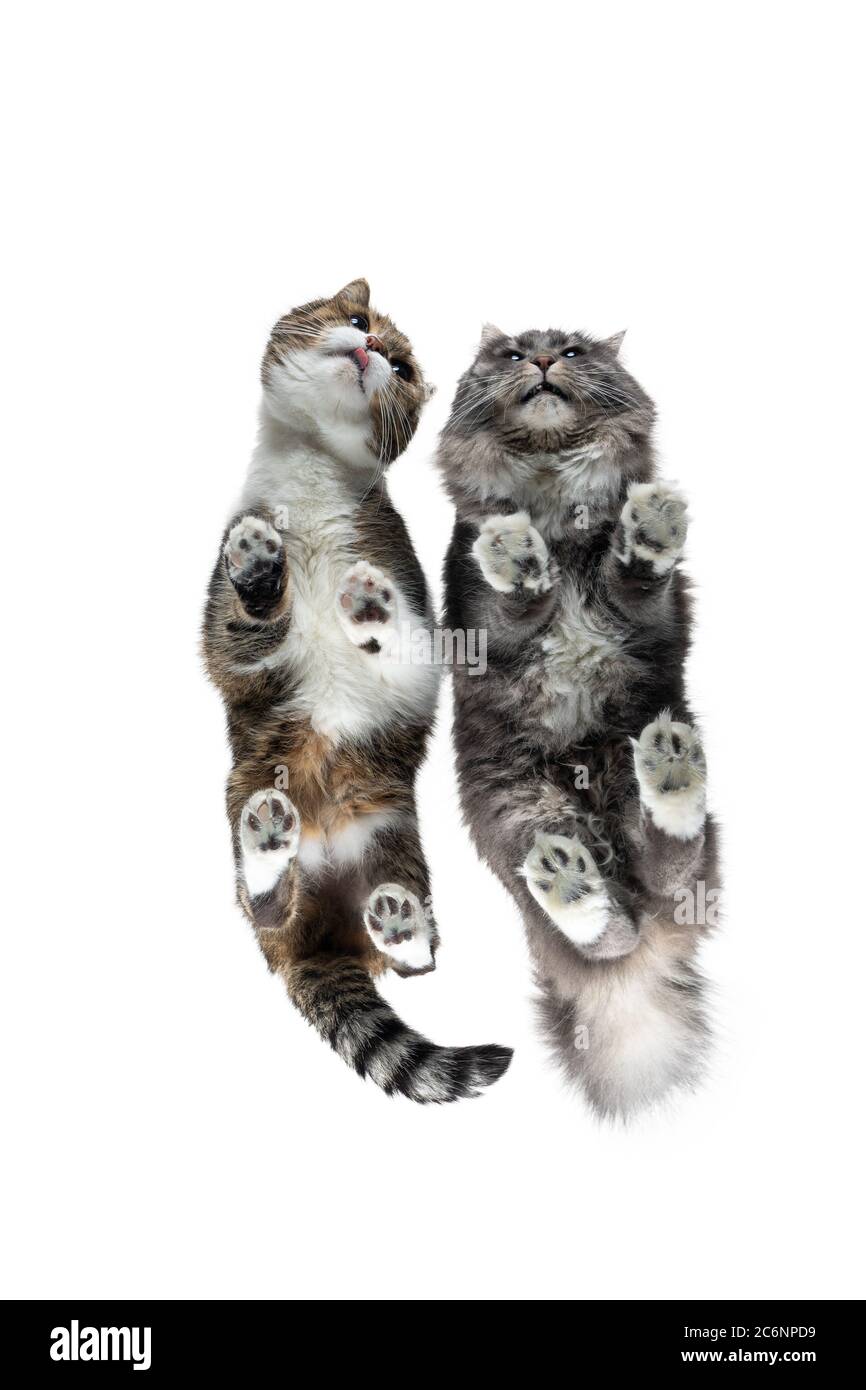 bottom up view of two different cats standing side by side isolated on ...