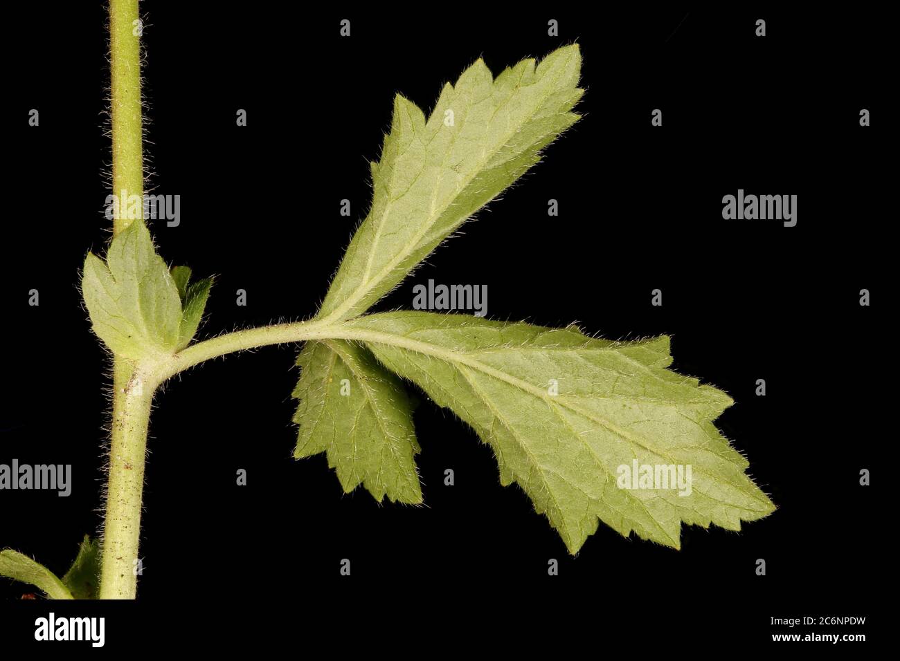 Geum aleppicum hi-res stock photography and images - Alamy