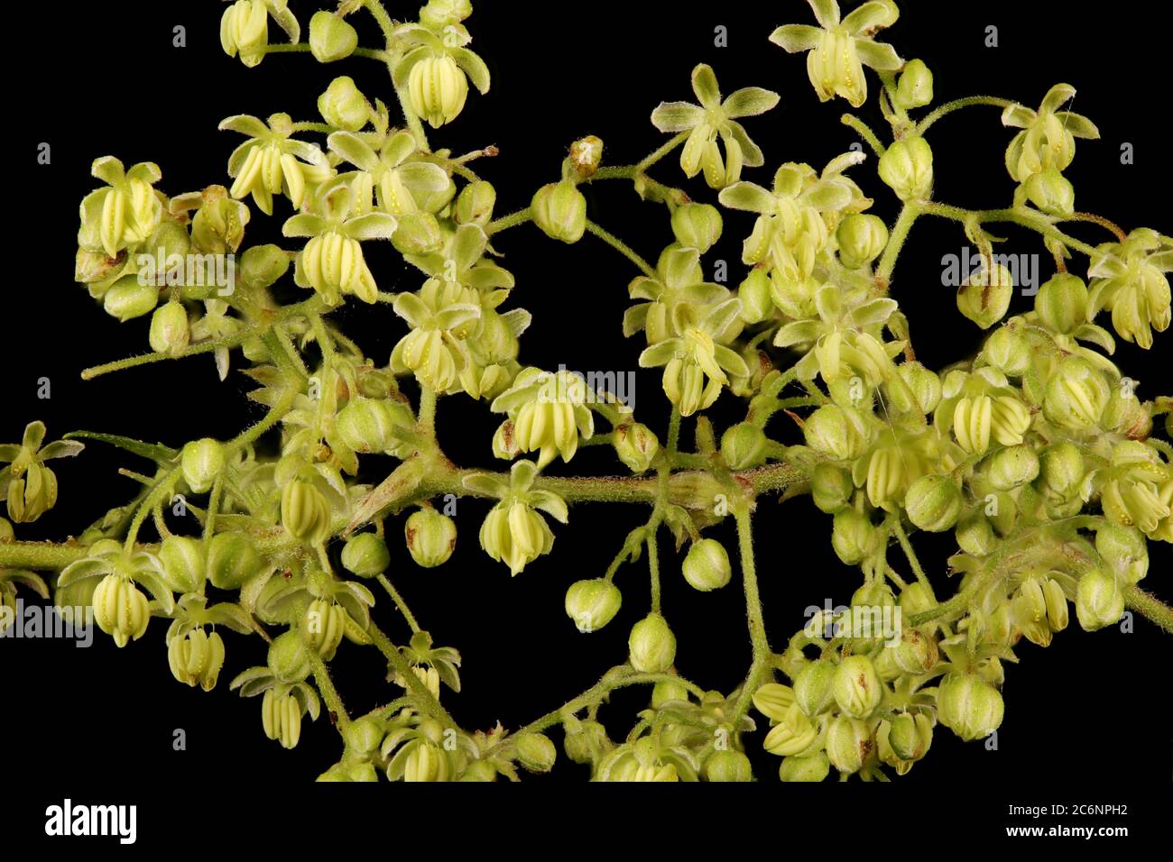 Hop (Humulus lupulus). Male Inflorescence Closeup Stock Photo - Alamy