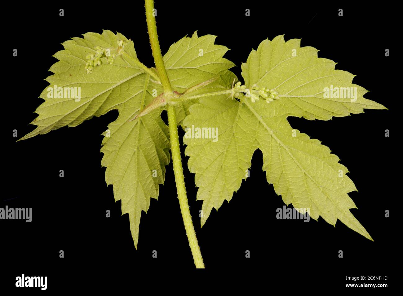 Humulus lupulus botanical illustration hi-res stock photography and ...