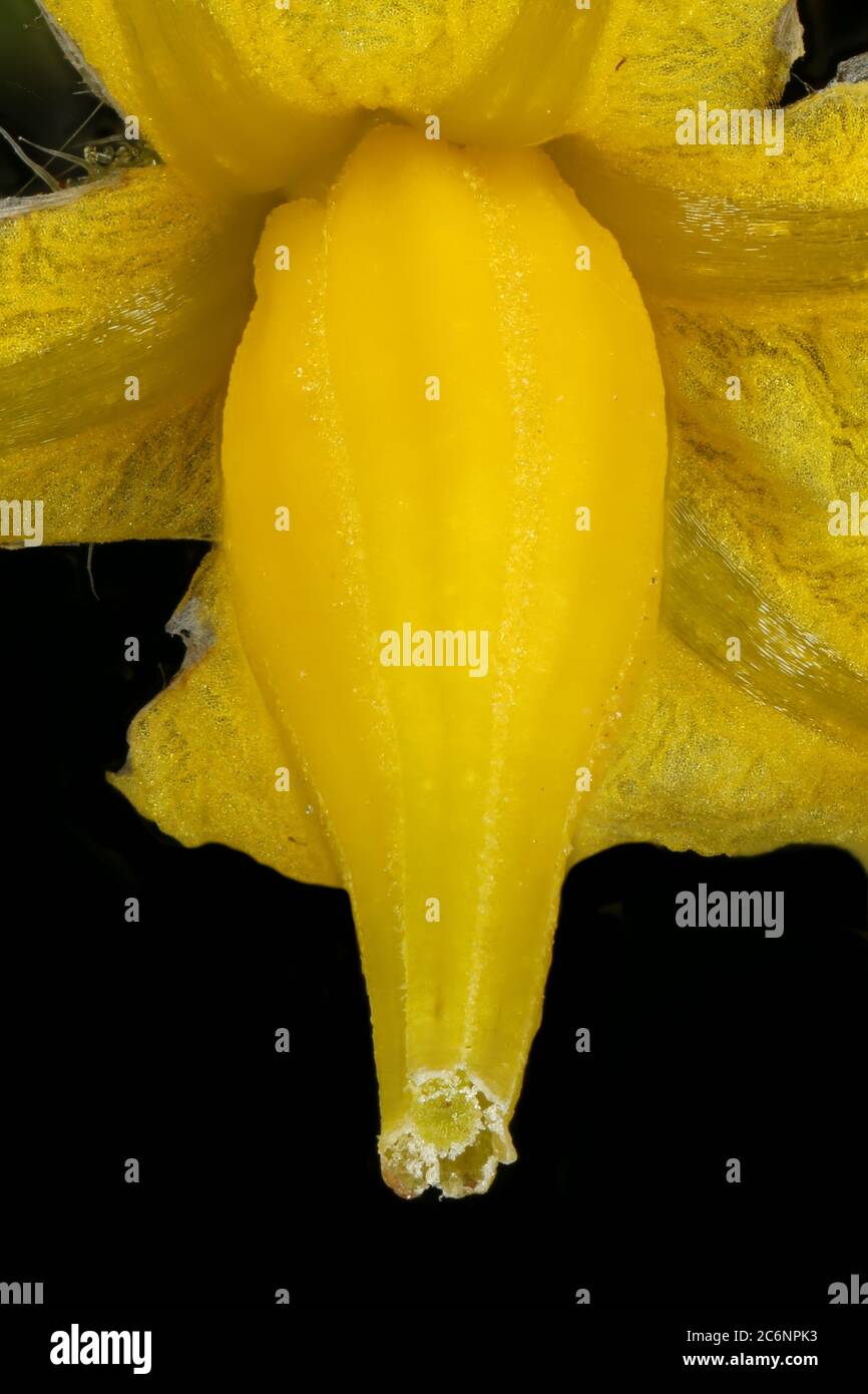 Lycopersicon esculentum illustration hi-res stock photography and ...