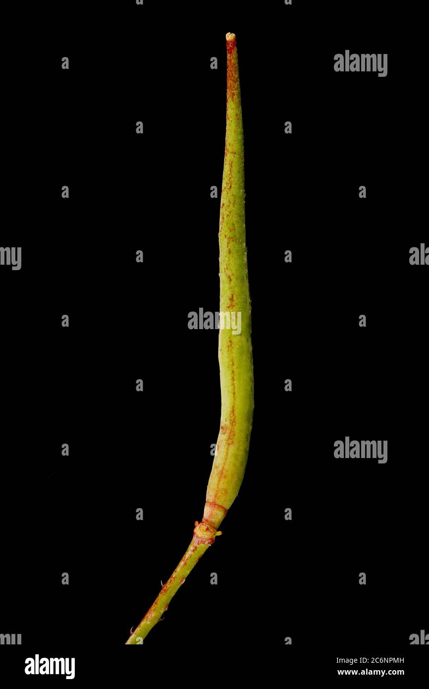 Garden Radish (Raphanus raphanistrum subsp. sativus). Young Fruit ...