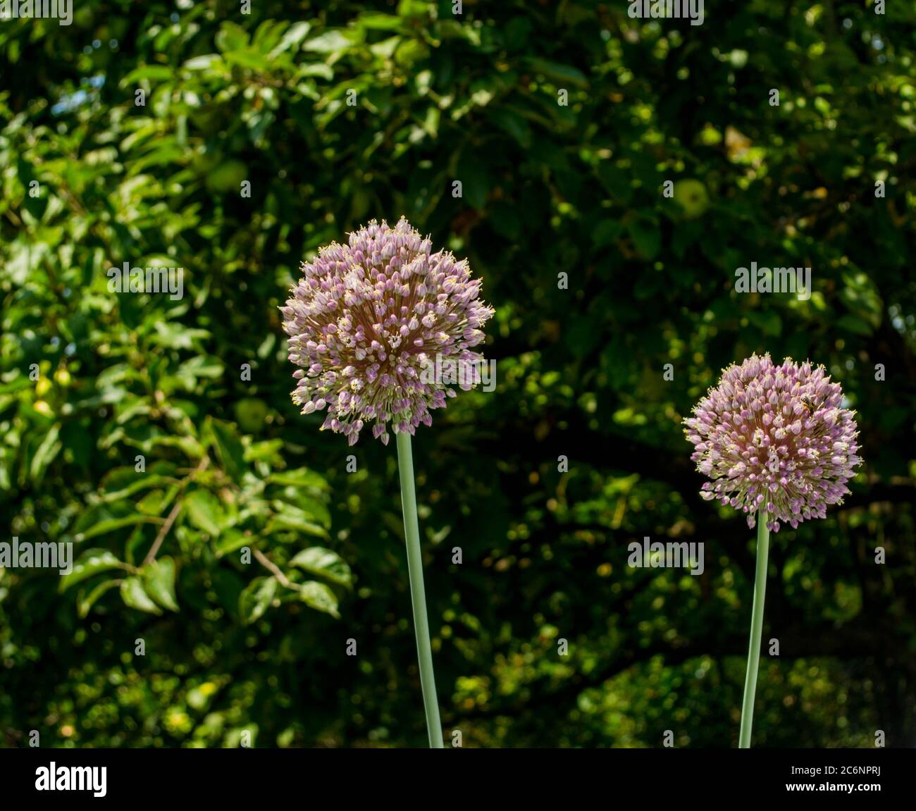 Common onion flower Stock Photo - Alamy
