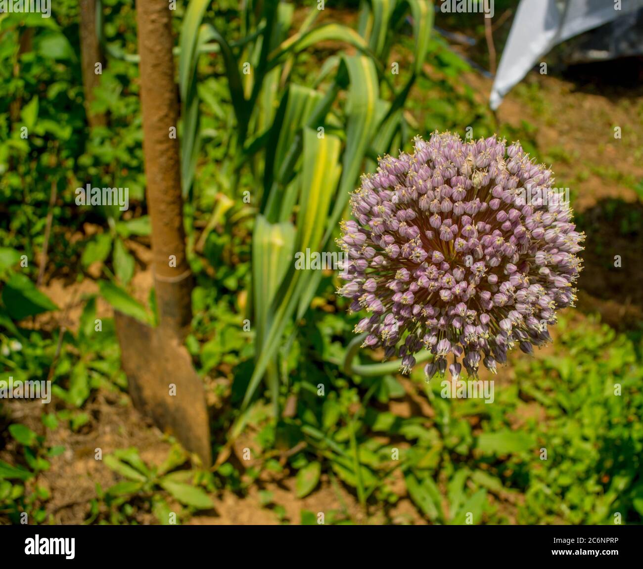 Common onion flower Stock Photo - Alamy