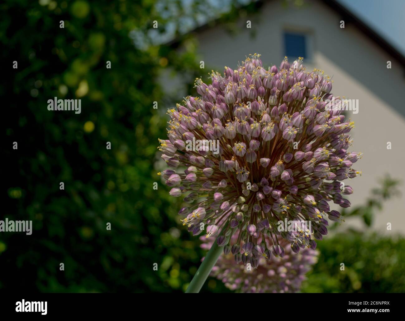 Common onion flower Stock Photo - Alamy