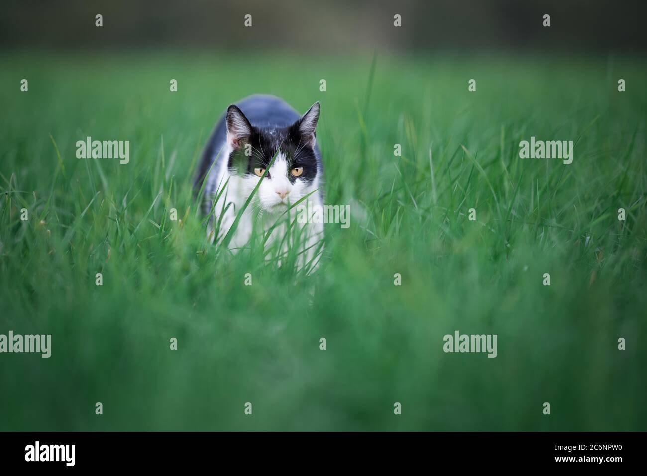 black and white cat prowling near a farm Stock Photo - Alamy