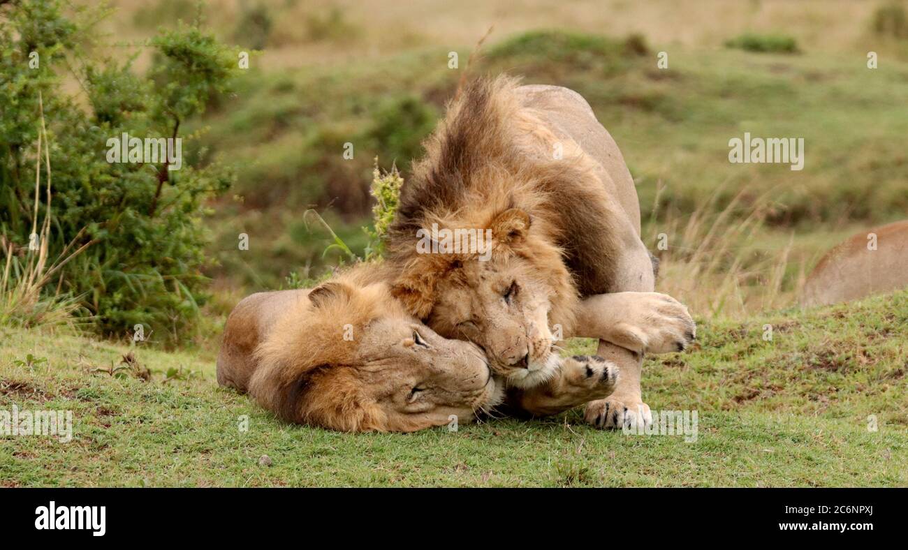 Lion brothers hi-res stock photography and images - Alamy