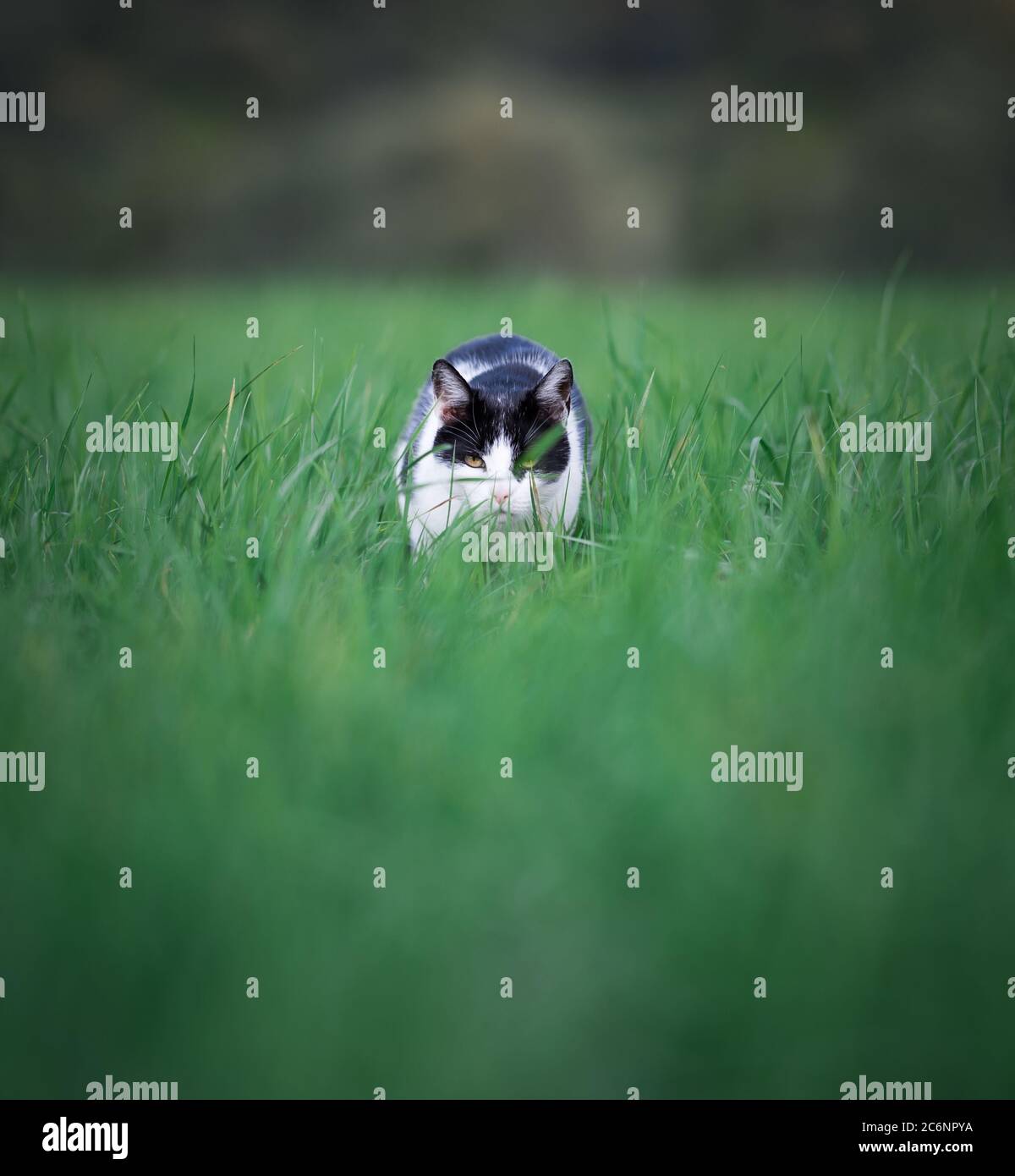 Prowling cat hi-res stock photography and images - Alamy