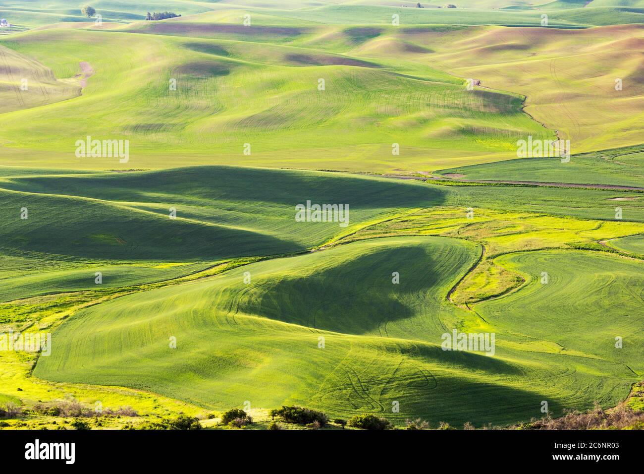 Wheat fields on rolling hills in morning hours at Palouse, Washington ...