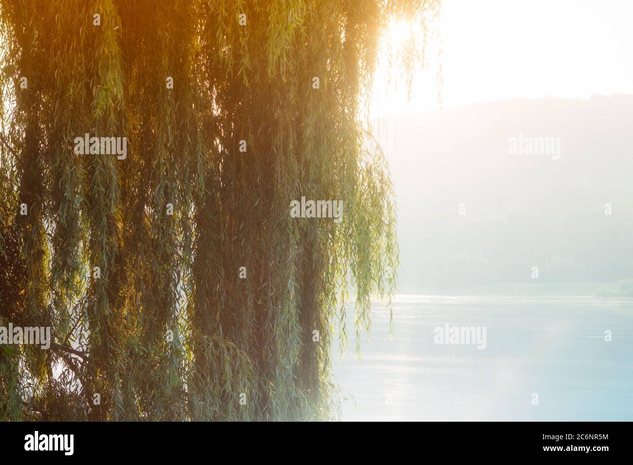 Willow tree in the morning fog . Mist scenery with lake Stock Photo - Alamy