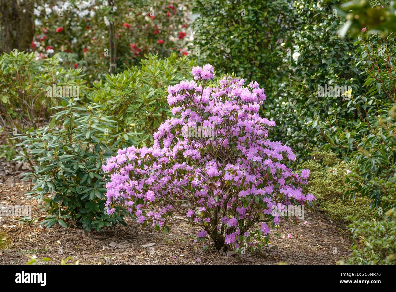 Vorfruehlings-Rhododendron Rhododendron Praecox, Early spring ...