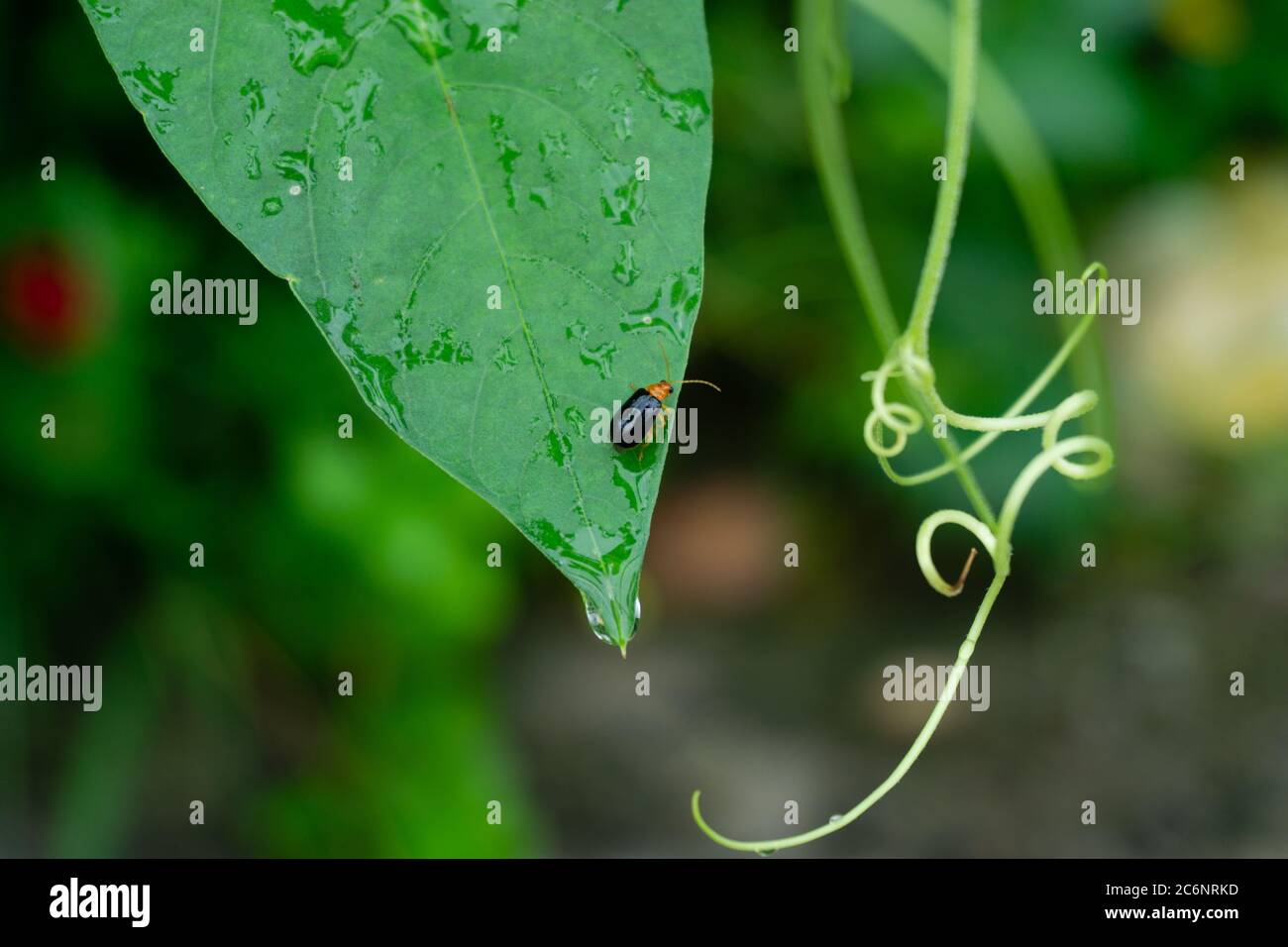 Natural Insecticides High Resolution Stock Photography and Images - Alamy