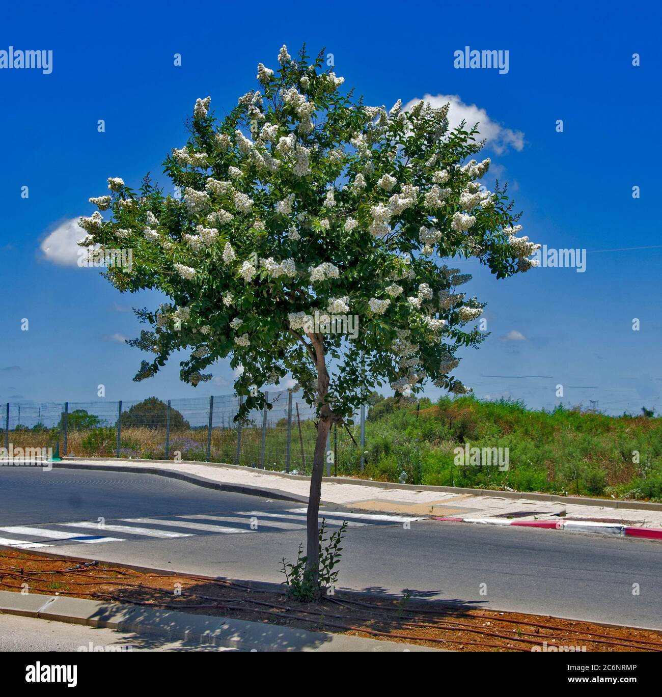 Ornamental tree in Israel at spring Stock Photo - Alamy