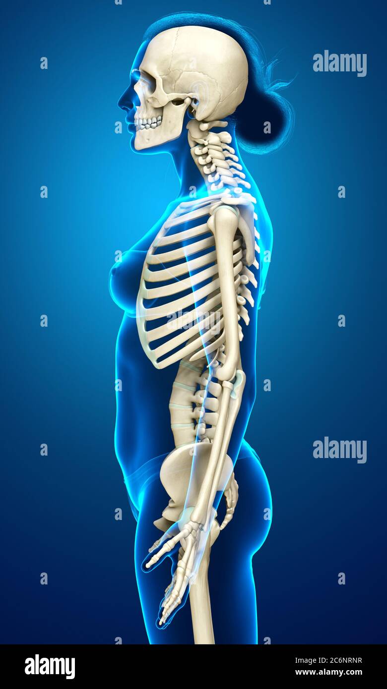 3d rendered, medically accurate illustration of a female skeleton ...