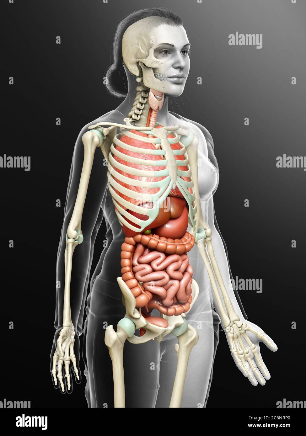 3d rendered medically accurate illustration of female Internal organs ...