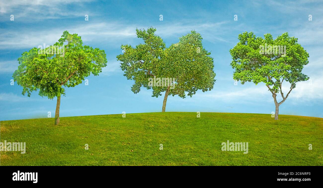 Ornamental trees in Israel at spring Stock Photo - Alamy