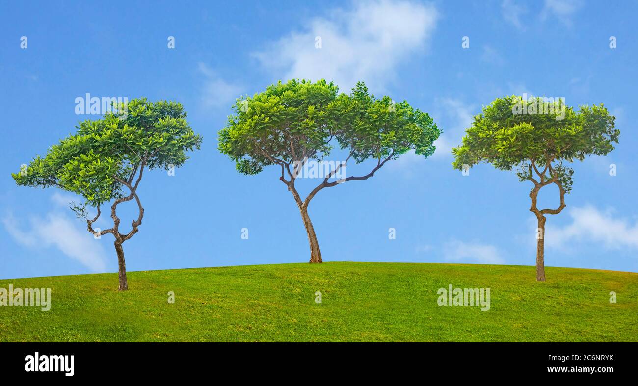 Ornamental trees in Israel at spring Stock Photo - Alamy