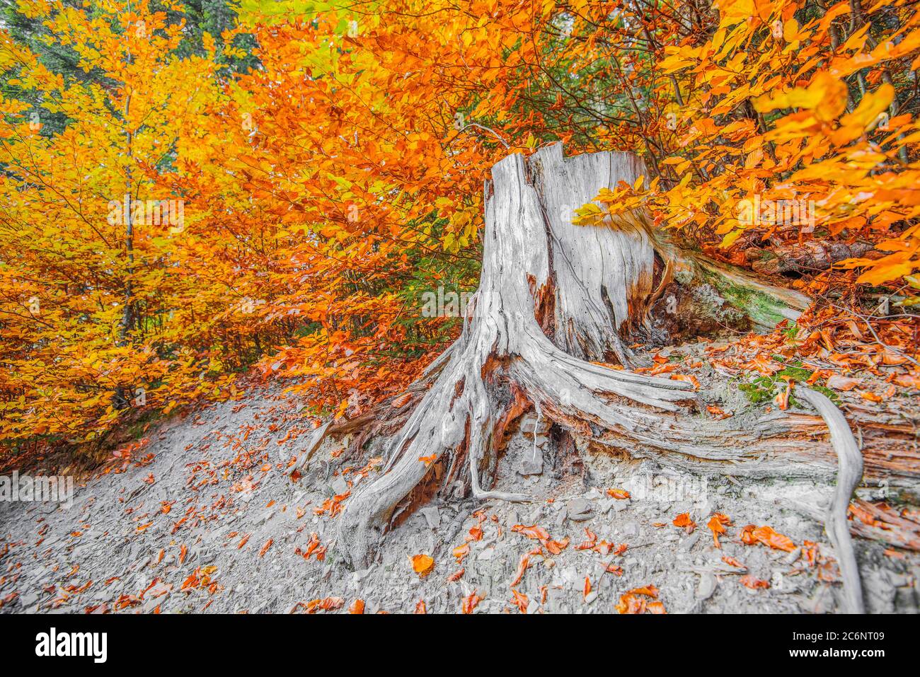 Close up of big root of very old tree surrounded by yellow and green ...