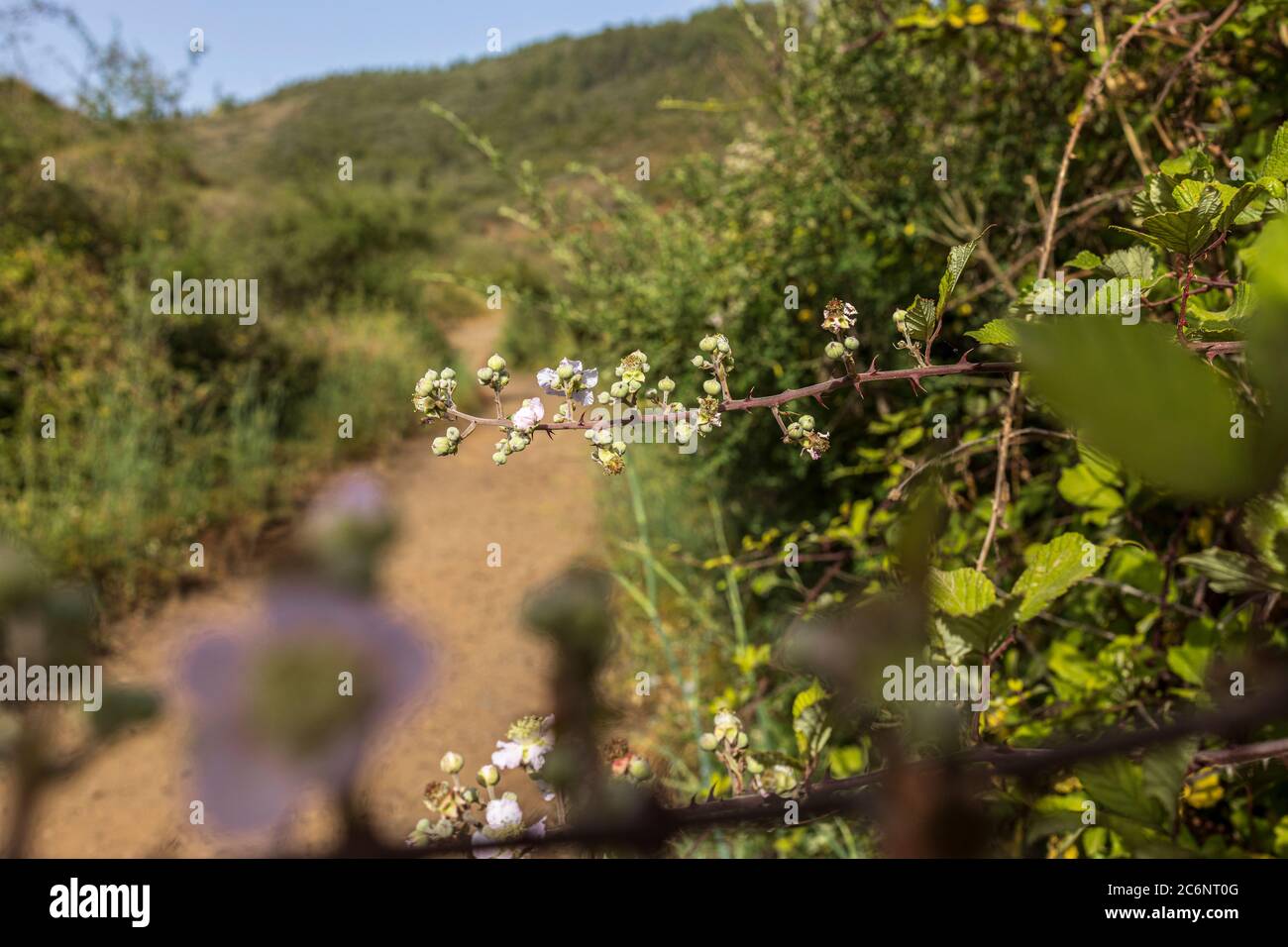 Blackberry bushes, brambles, flowering in early summer at Erjos ...
