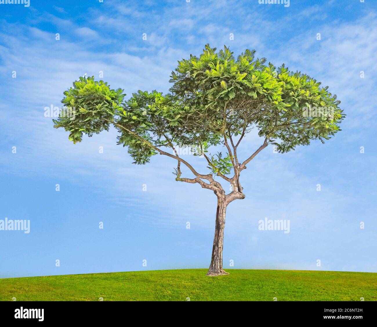 Ornamental tree in Israel at spring Stock Photo - Alamy