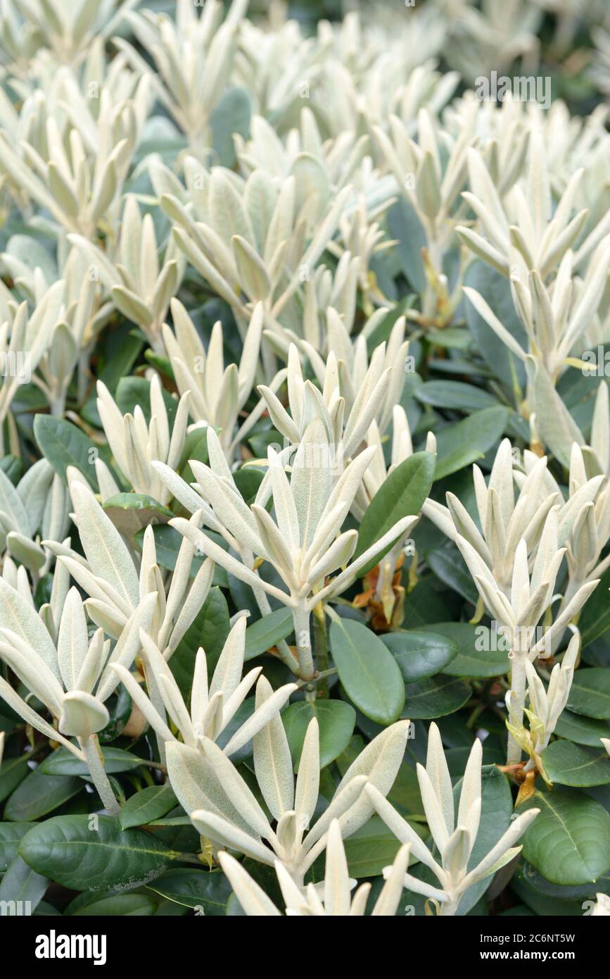Yakushima-Rhododendron Rhododendron Silbervelours, Yakushima ...