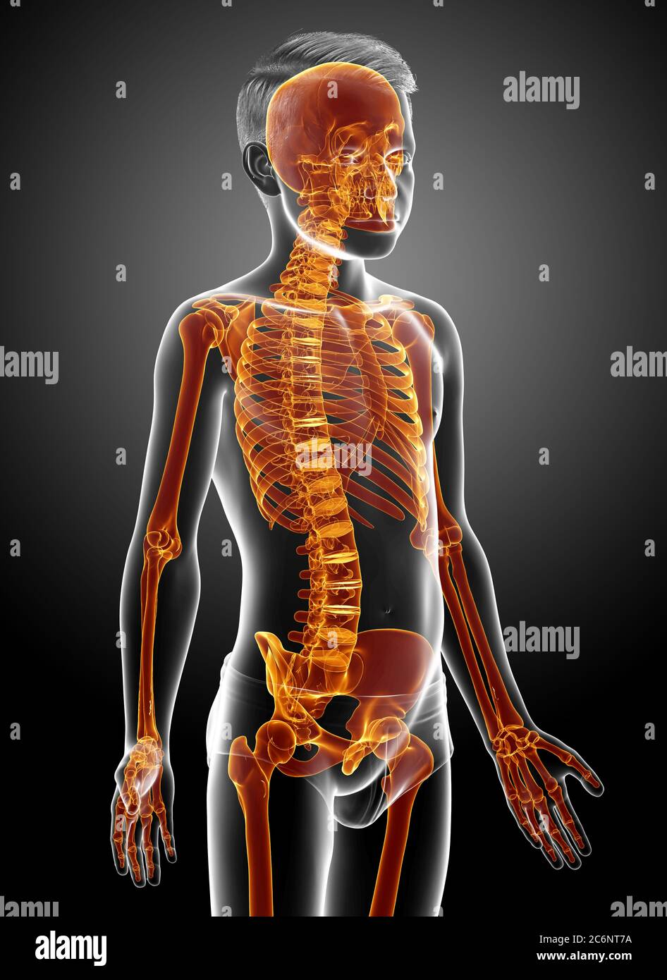 3d rendered, medically accurate illustration of a young boy skeleton ...