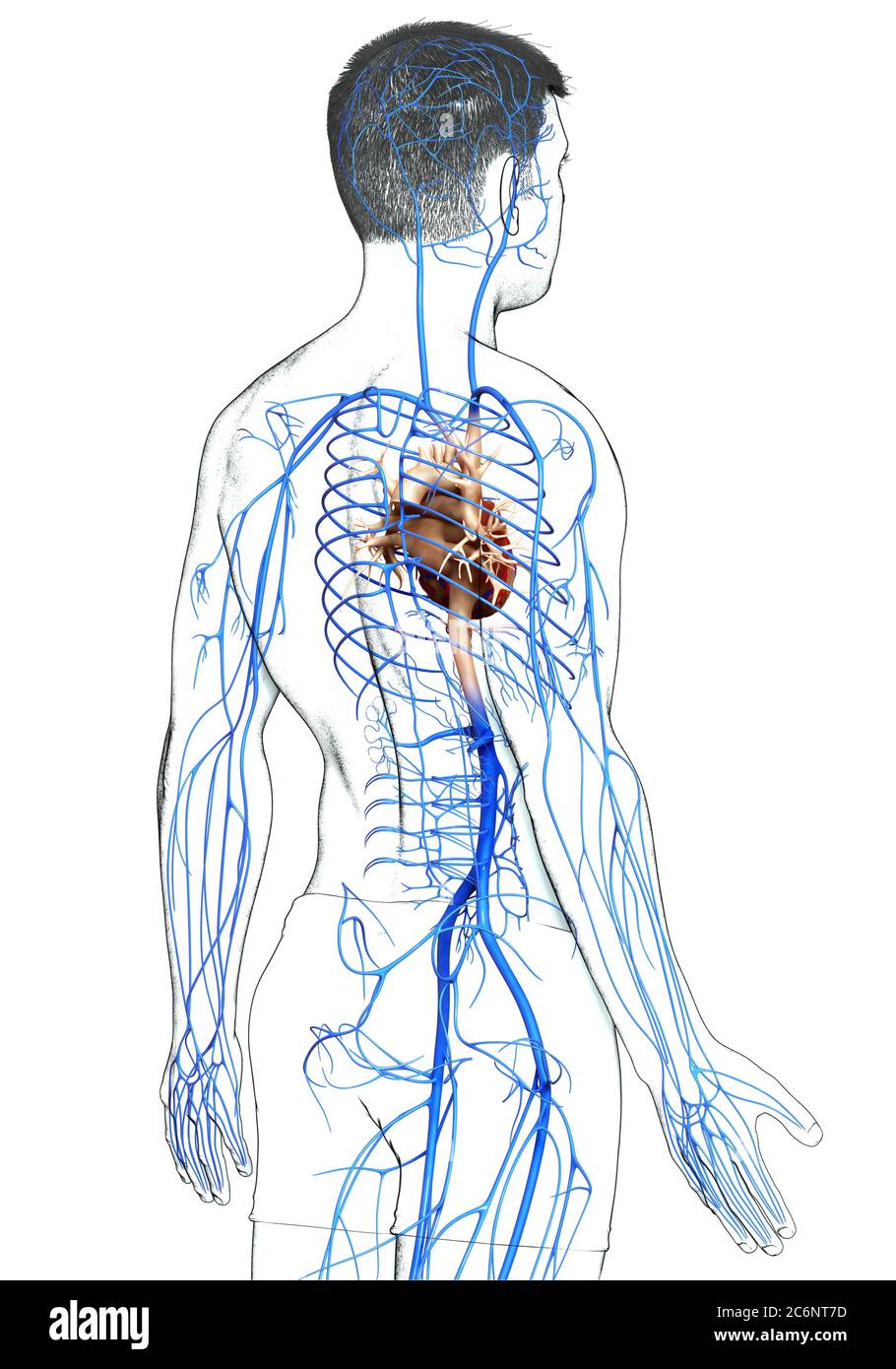 3d rendered medically accurate illustration of a male Veins anatomy ...