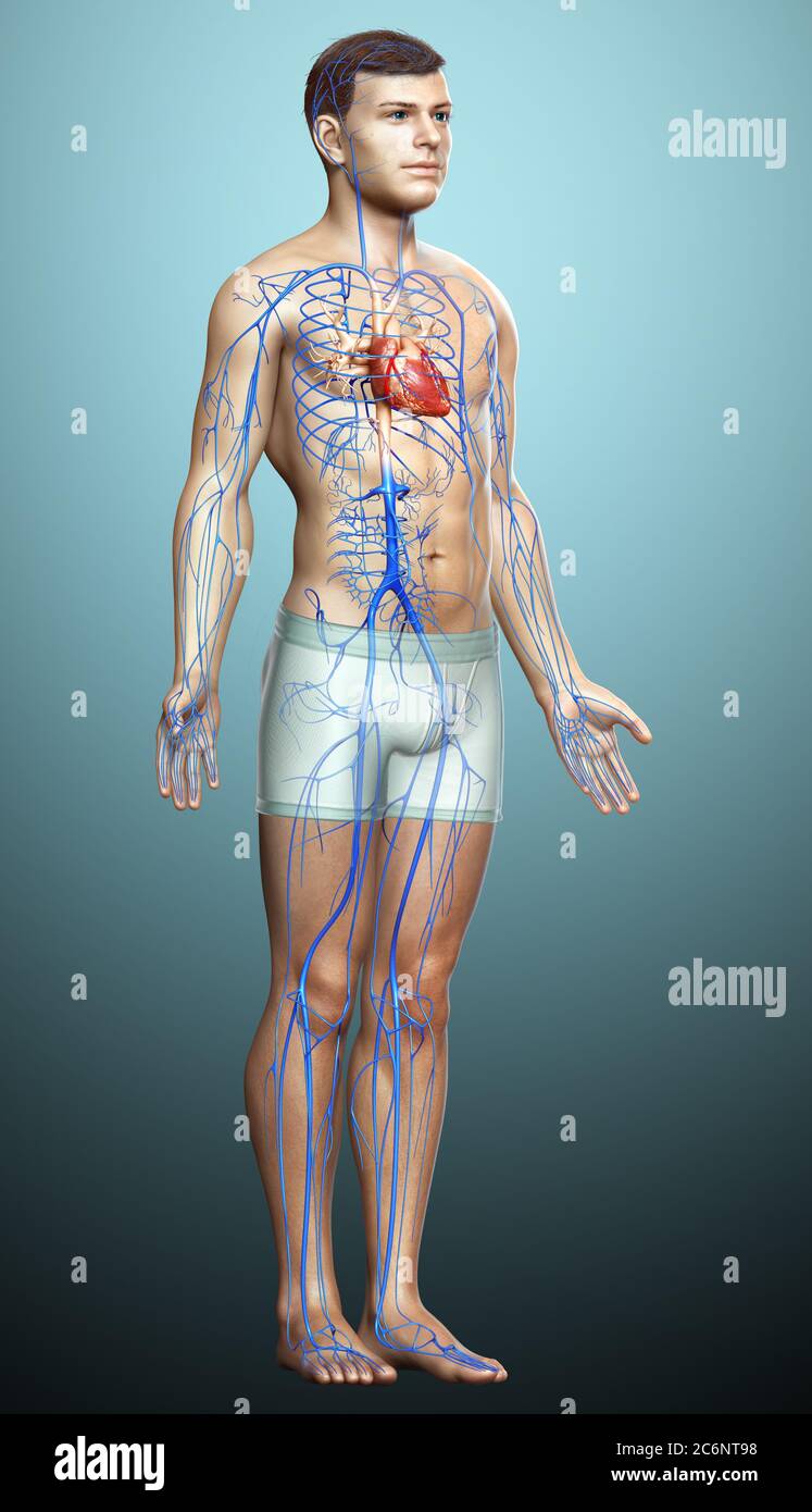 3d rendered medically accurate illustration of a male Veins anatomy ...